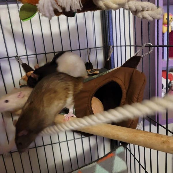 Animal Hammock, Rat Hammocks, Homemade Pet Hammocks, Rat Accessories ...
