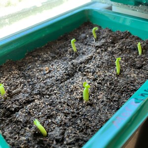 Ochroma Pyramidale Balsa Tree 25 Seeds - Etsy