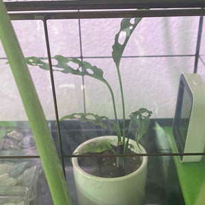 Philodendron Persimmon Princess - Etsy
