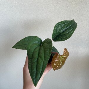 Hoya Australis Ssp. Keysii Easy to Grow Hoya - Etsy