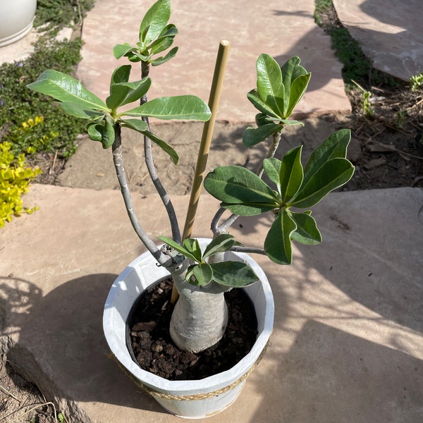 Single Bloom Desert Rose Succulent Live Plant, 5" Pot, Pink - Etsy