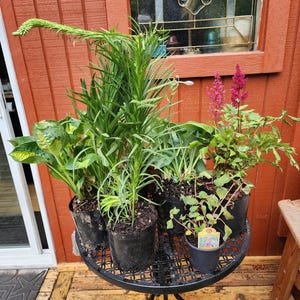 Karl Forester Reed Grass, Calamagrostis 6 Pot 1 Gallon, Fully Rooted ...