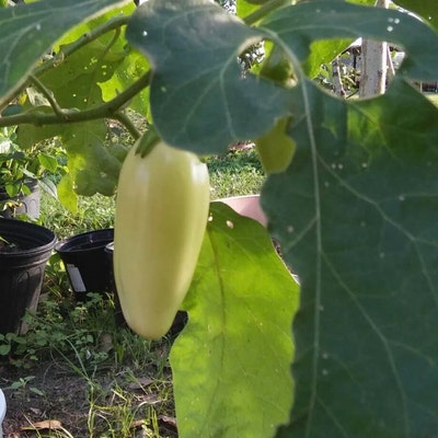 African White Ribbed Eggplant Seeds, Bitter Balls, Garden Eggs ...