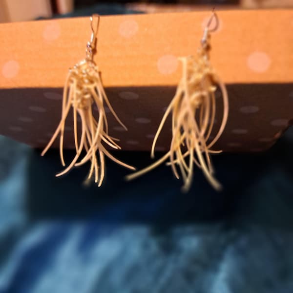 Centipede - Scolopendra - Centipedes - Invertebrates - Arthropod ...