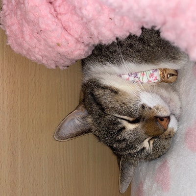 Custom Cat Collar Bell Bow in Blue Corduroy/velvet - Etsy