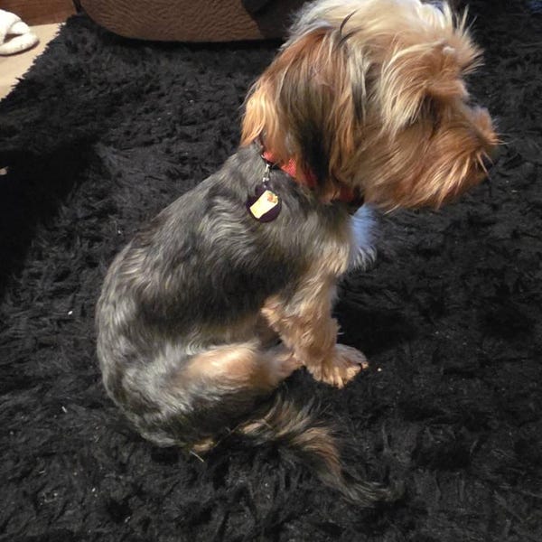 Golden Retriever Address Sign, Hanging Address Sign, Metal Home Address ...