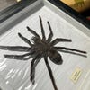 Spider. Cyclocosmia Ricketti. Real Specimen. Insect Specimen. Real ...