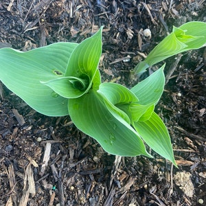 Musa poquito Banana Tree/ Banana Tree in 4 Inch Cups one | Etsy