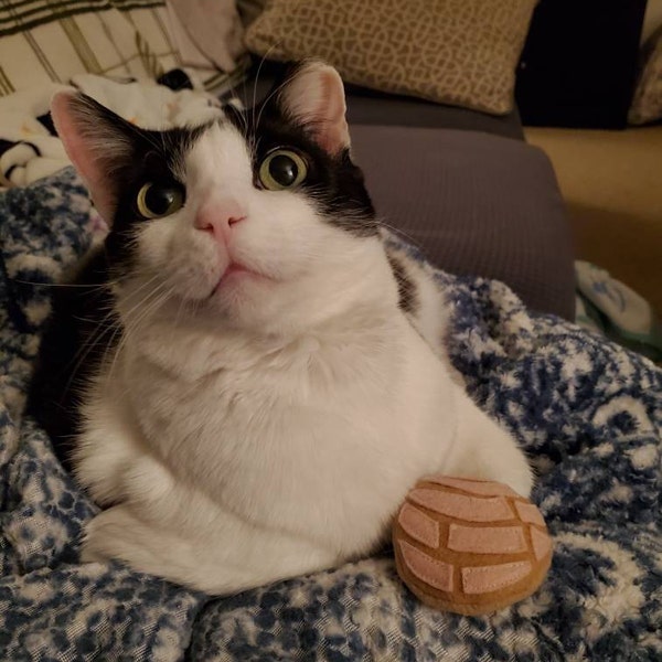 Concha Bread Cat Toys Organic Catnip Toys, Pan Dulce Concha Catnip Cat ...