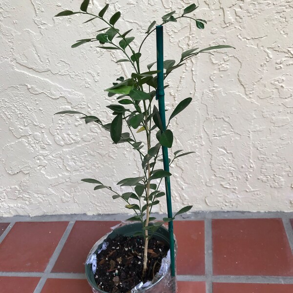 Open Ocean Iris Plant Quart Pot | Repeat Blooming Lilac Blue Flowers ...