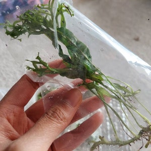 Java Fern Black Forest Hardy Leaf Pot Freshwater Live Aquarium - Etsy