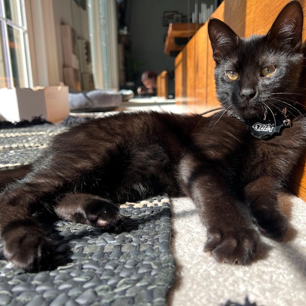 Squiggle Arch Rainbow Iridescent Acrylic Earrings - Etsy