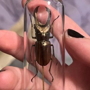 Real Beetle/insect Specimen / Cloche Jar Insect Display Specimen ...