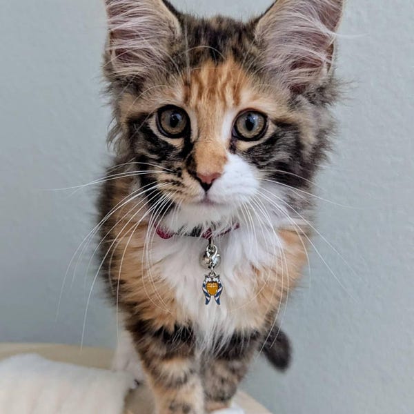 Chewie Band Sliders, Watch Ring - Etsy