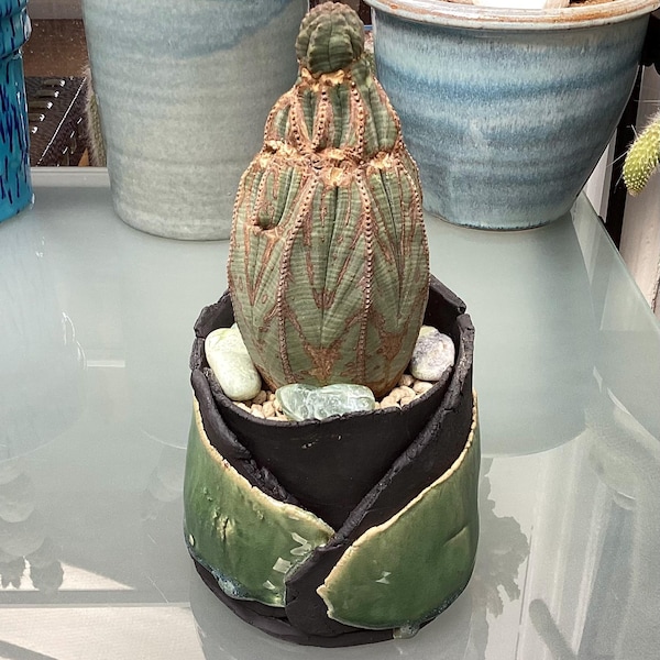 Rustic Handmade Freeform Pot for Cactus, Succulent, Caudex, or Special ...