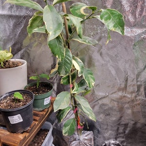 Red Wax Jambu Tree 2-3 Feet Tall - Etsy