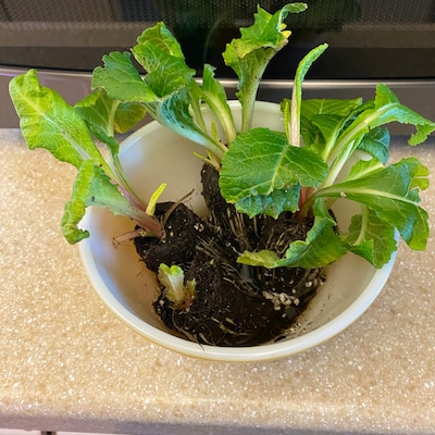3 Snowcap Daises Leucanthemum Superbum Shasta Daisy Super Fragrant ...