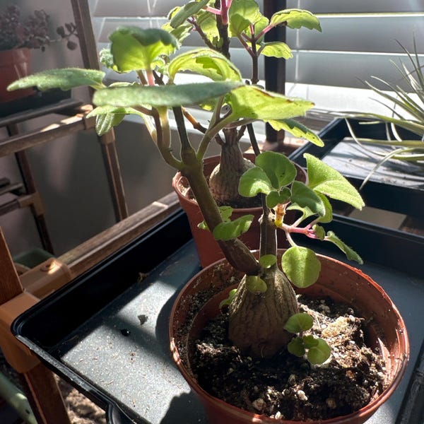 Bonsai Mint plectranthus Ernstii Caudex - Etsy