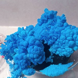 Rare Giant Indian Corn Seeds X50 Easy to Grow Colorful - Etsy