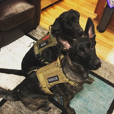 Custom / Personalized Harness Dog Patches Set of 2 - Etsy