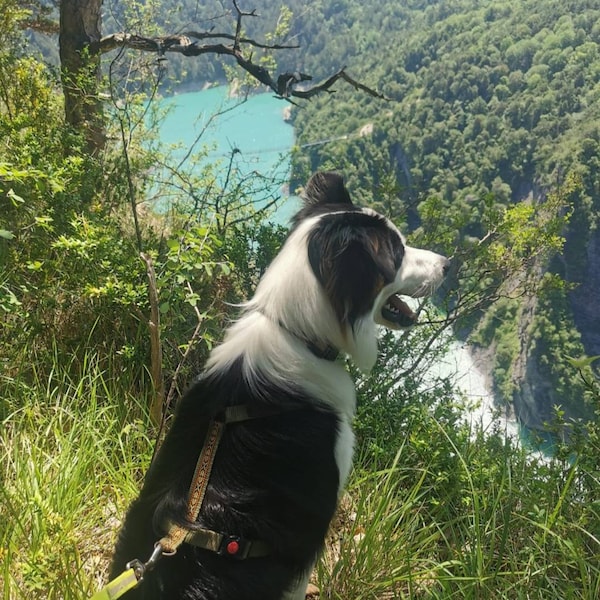 Dog Neck Band With Name. Custom Pet Id. Engraved Dog Collar. Custom Cat ...