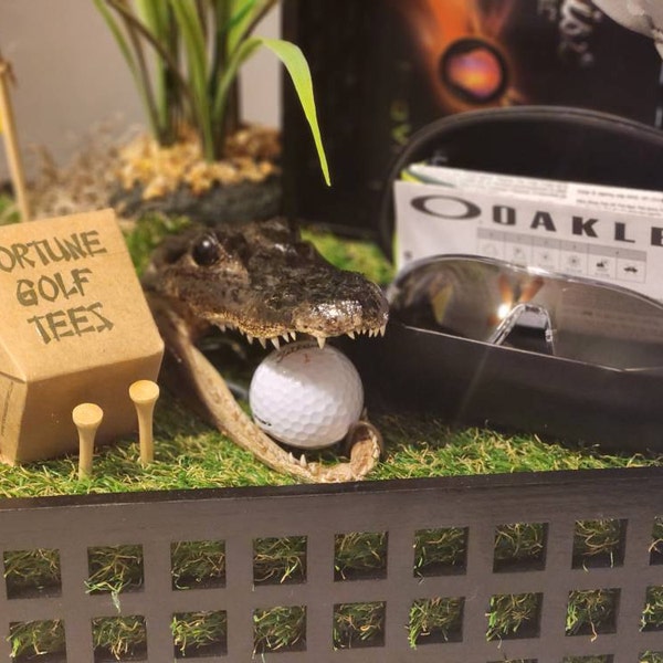 Alligator Head Taxidermy | Real Louisiana Gator Decor | Oddities ...
