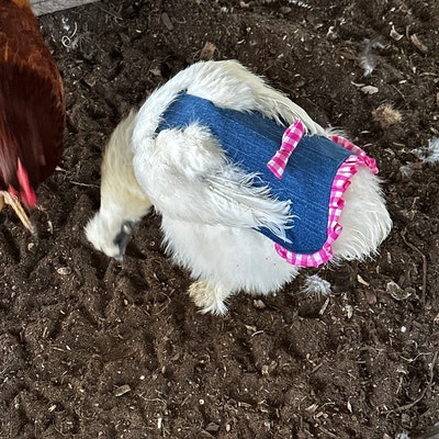 Chicken Saddle, Hen Apron, Hen Back Saver. Optional Wing Protector - Etsy