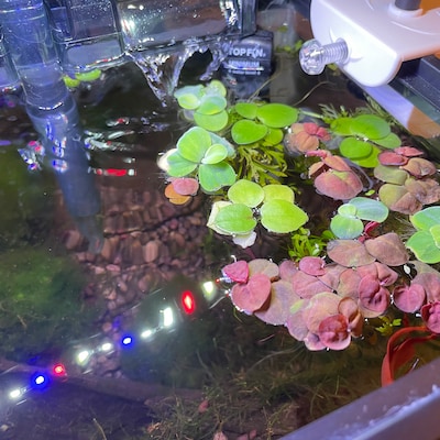 Three Type of Floating Plant Combo amazon Frogbit, Red Root Floater ...