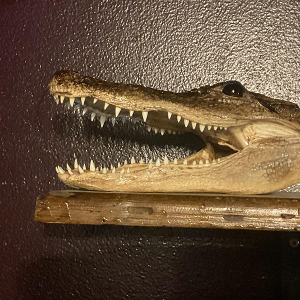 Five Alligator Heads From Genuine Louisiana Gator Taxidermy - Etsy