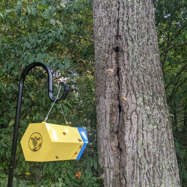 Pollen Bee Feeder the Hivebar™ – Easy-use Pollen Station for Bees ...