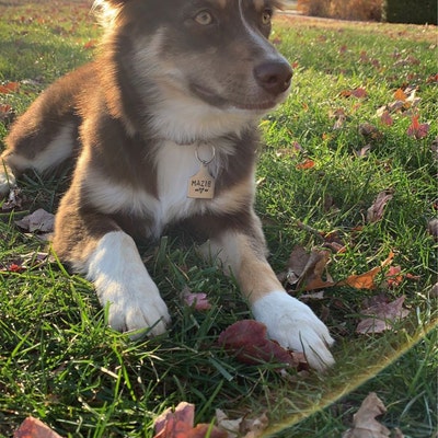 XL Cattle Tag Dog Tags for LARGE Breeds - Etsy