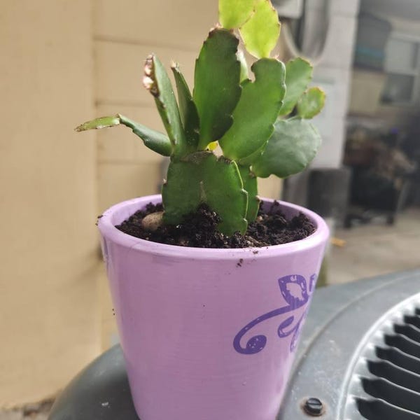 A Midgelyee Seedless Grape Live Plant in a 4” Pot /fruit Live Tree ...