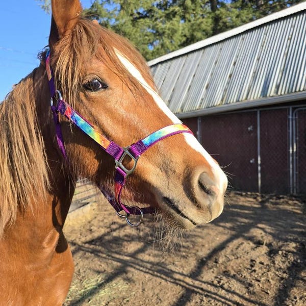 Custom Horse Halter Handmade USA by Halter All, Southwestern Western ...