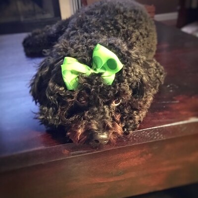 Puppy Bows Latex Non Latex Neon Doll Hair Craft Bands elastic Band USA ...