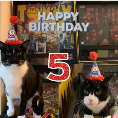 Boy Cat Birthday Hat Personalized, Pet Supplies Accessories, Gotcha Day ...