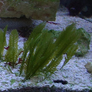 LIVE 10-pack Macro Algae Sampler Macro Algae/macroalgae Coral for Saltwater Reef Tank/refugium ...