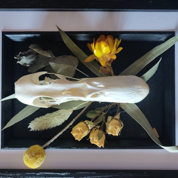 Real Mallard Duck Bird Skull Taxidermy Macabre Gothic Pagan Art and ...