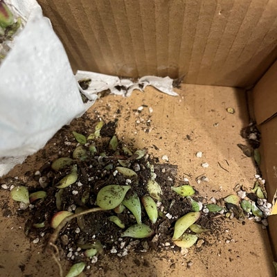 JAVA RED Bleeding Heart Rooted Starter Plant Clerodendrum Delectum Red ...