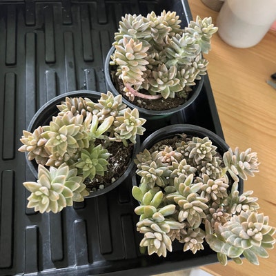 Sedum California Sunset Rare Succulent Live Plant - Etsy