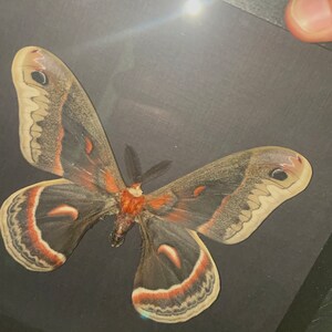 Rare Pink Form Gaudy Commodore Butterfly Framed Taxidermy Precis ...