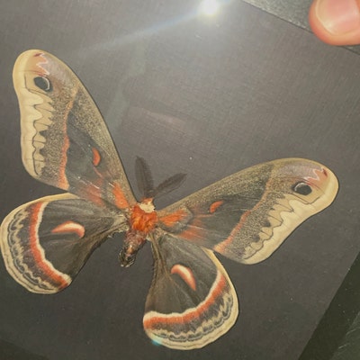 Rare Pink Form Gaudy Commodore Butterfly Framed Taxidermy Precis ...