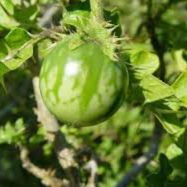 Kantakari Seeds - Medicinal Herb - Kandankathiri - Solanum Virginianum ...