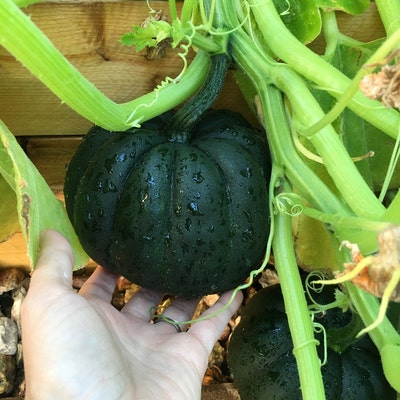 Black Kat F1 Pumpkin Seeds: Grow Black Pumpkins for Sinister Halloween ...