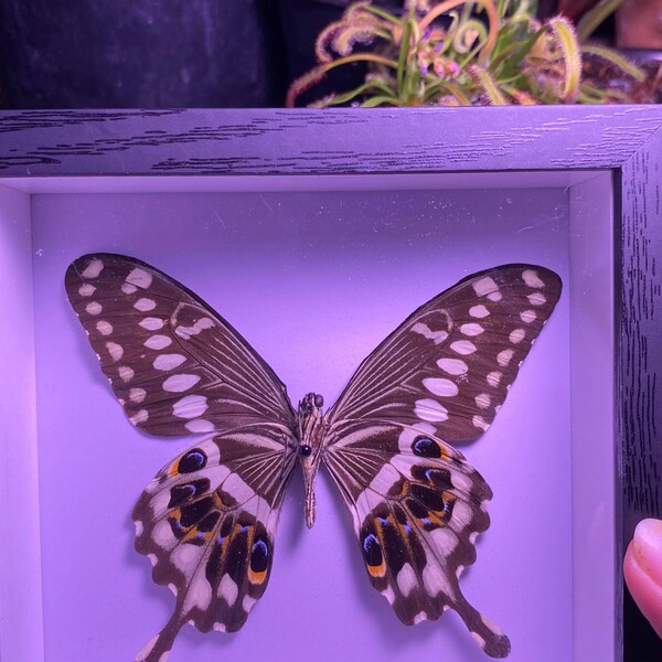 Giant Roly Poly Pill Bug, Sphaeropoeus Lugubris, Mounted in a Bell Jar ...