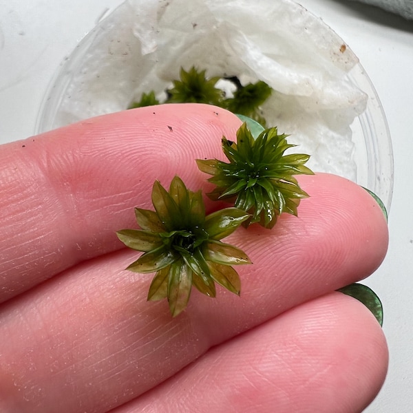 Cultivated Rose Moss// Rhodobryum Ontariense, 5, 10, 20 or 30 Plants ...