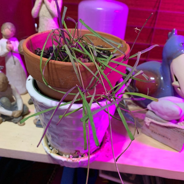 IPhone Lockscreen Classic Ipod Wallpaper Pack [3 HD Images] - Etsy