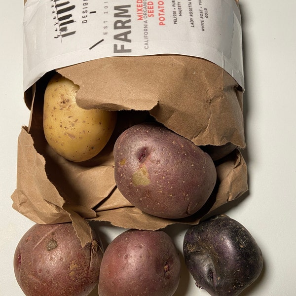 Wolf Bean, Lupine, Lupini Bean Packet; Flower & Vegetable - Etsy