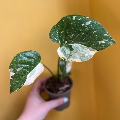 85 100cm Monstera Deliciosa Taurii XL Swiss Cheese Plant 27cm Pot House ...