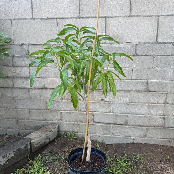 Leavens Hass Avocado Tree- 1 Feet Tall - Grafted Tree - Ship in 6" Pot ...