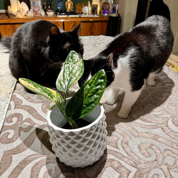 Epipremnum 'colorado Constellation' Rare Pothos - Etsy